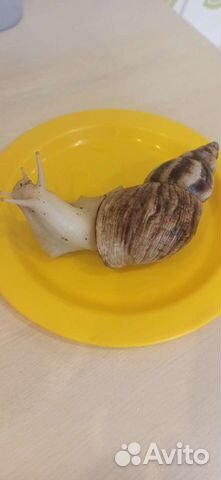 Улитки ахатины