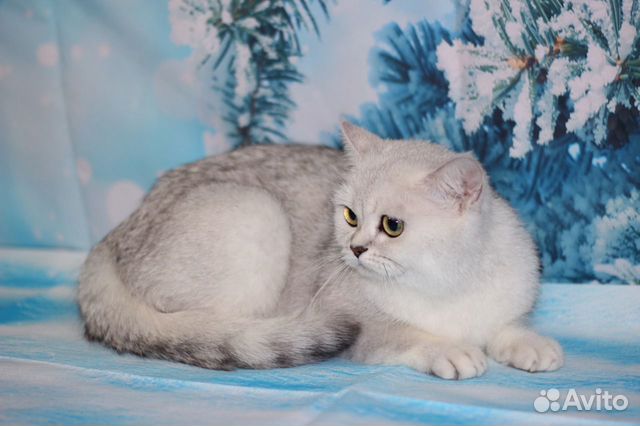 Кот Битанская серебристая шиншилла котята
