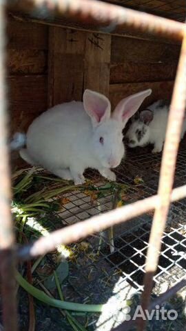 Кролики маленькие, большие, на мясо
