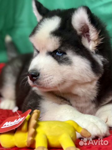 Настоящий Сибирский хаски РКФ