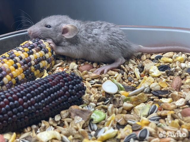 Крысята рекс дамбо и сфинкс