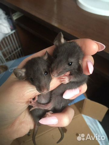 Крыса декоративная ручная