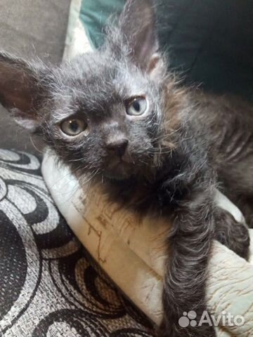 Котик породы Рекс