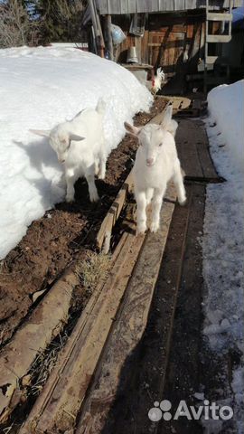 Козел, коза, козлята