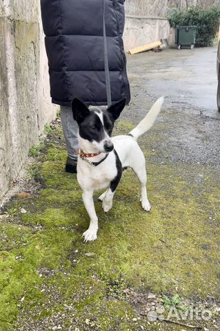 Красотка Молли ищет свою семью