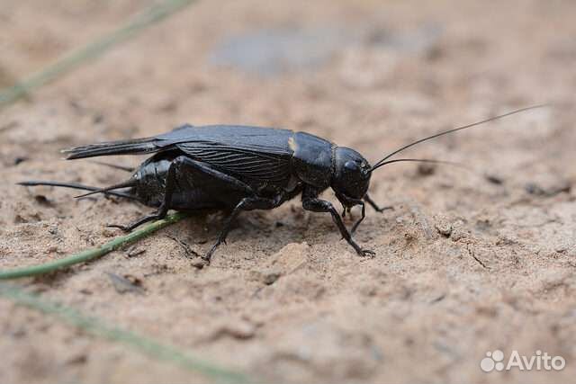 Сверчок Двупятнистый