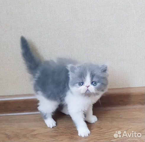 Персидская