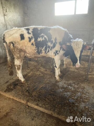 Бык племенной