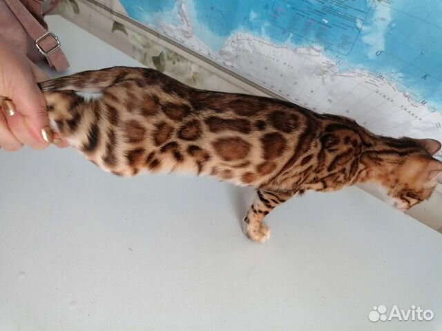 Бенгальская девочка Тигра