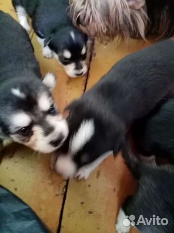 Сибирский хаски