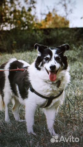 Нежная Альма ищет семью