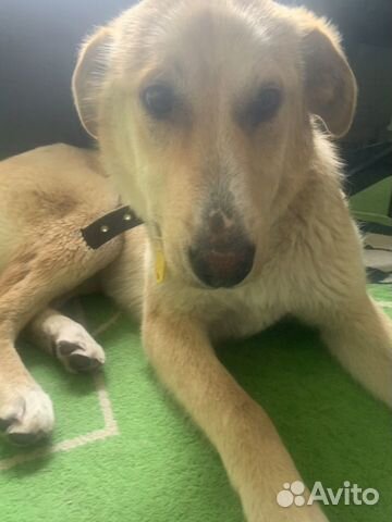 Щенок в очень добрые Руки