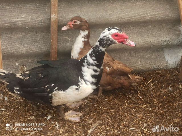 Селезень индоутки