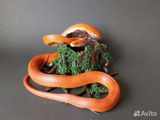 Маисовый полоз