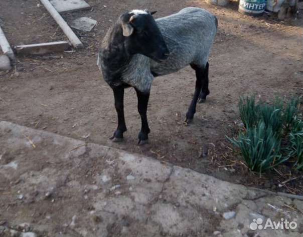 Овцы бараны