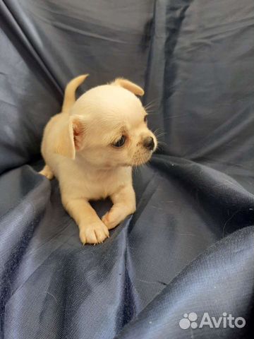 Чихуахуа девочка