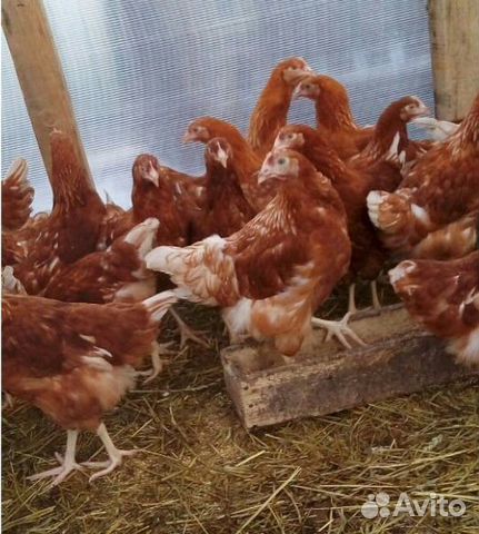 Курицы несушки