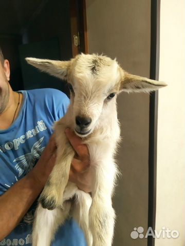 Козы козлята