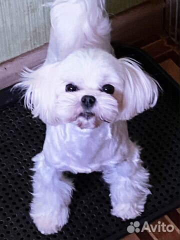 Взрослая девочка мальтезе 6 лет