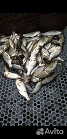 Живая рыба карп/сазан