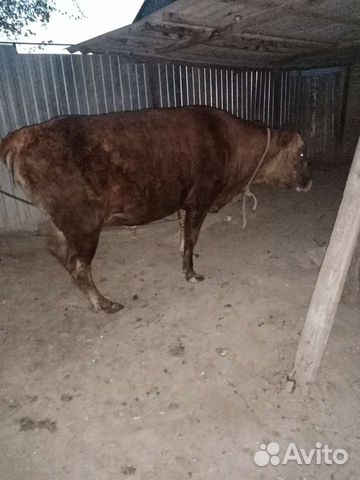 Корова на мясо