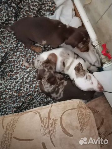 Щенки мраморной таксы