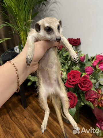 Продам суриката с клеткой