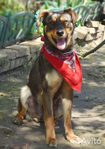 Пёс Финик в поисках дома и семьи