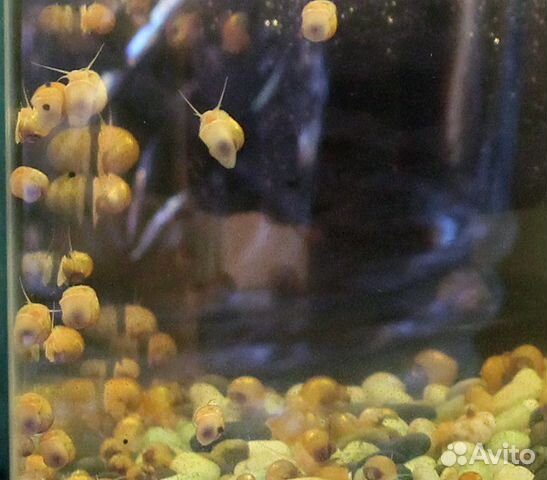 Улитки ампулярии маленькие