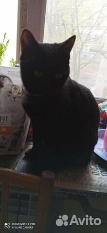 Чëрный кот британец в добрые руки