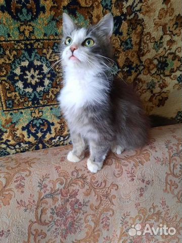 Мишка