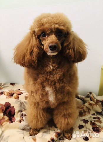 Той-пудель карликовый мальчик