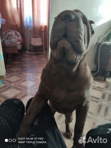 Шарпей вязка