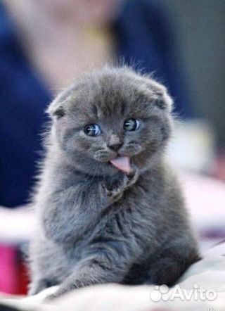 Шотландские котята вислоухие и прямоухие