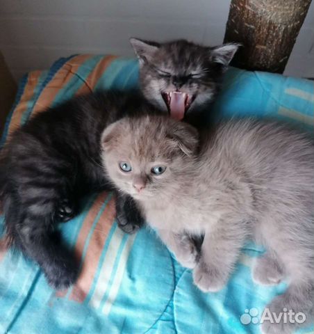 Шотландские малыши