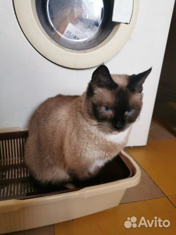 Сиамский котик Ной в дар в добрые руки