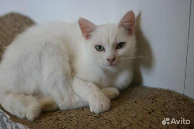 Снежок, белый котенок, 6 месяцев