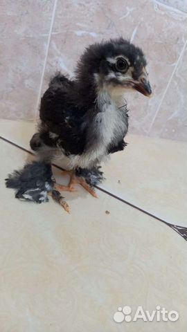 Цыпленок брам