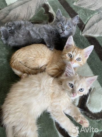 Кошки в добрые руки бесплатно