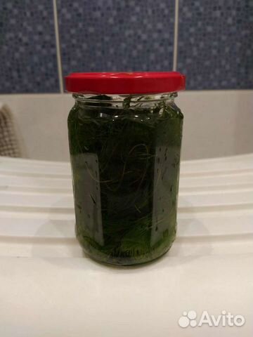 Роголистник растения для аквариума