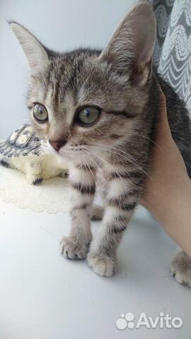Котенок, девочка, месяц или меньше
