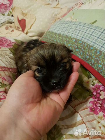 Малышка щит-цу