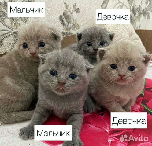 Шотландская