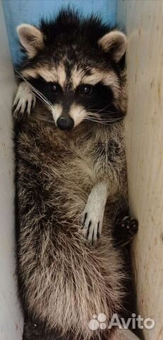 Енот полоскун