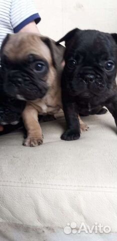 Собака щенки французского бульдога