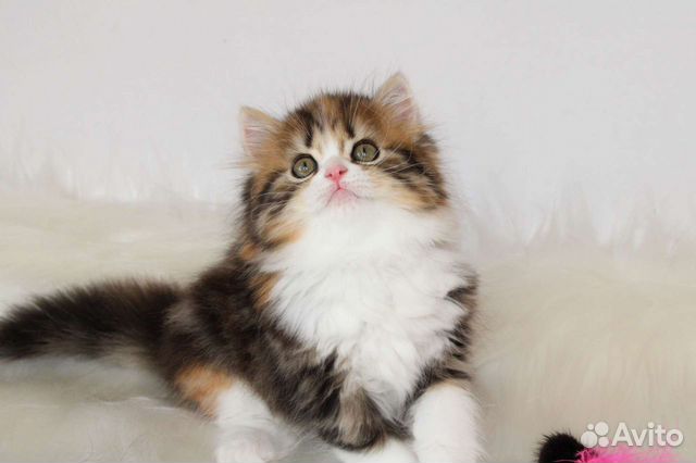 Шотландская прямоухая кошка