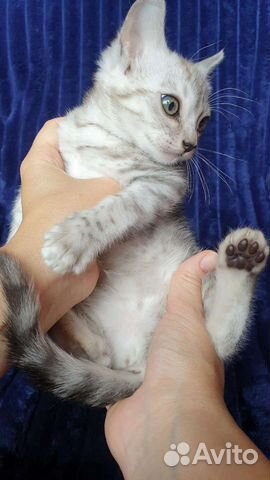 Бенгальские котята