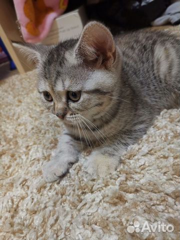 Шотландский котёнок