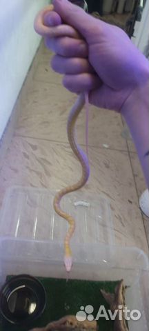 Островной полоз альбинос