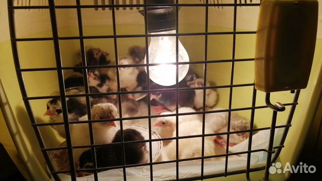 Цыплята 05.05